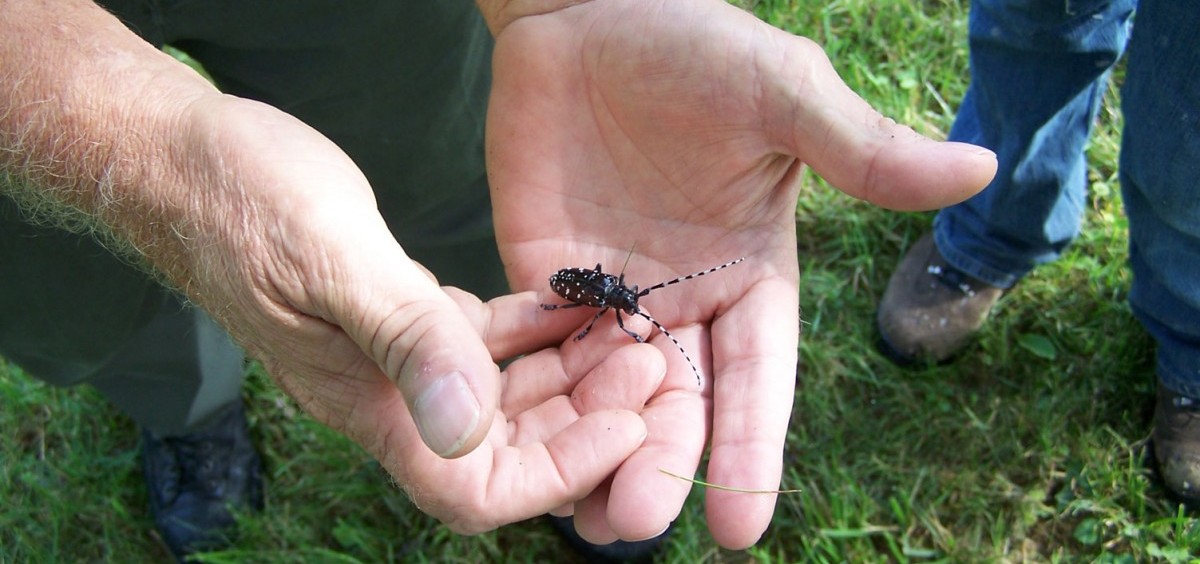 Asian Beetle Species Continues Infestation of Ohio Woodlands - WOUB ...