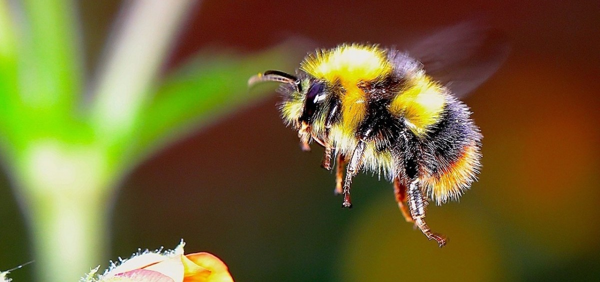 State Adds Rusty Patched Bumble Bee To Endangered Species - WOUB Public ...