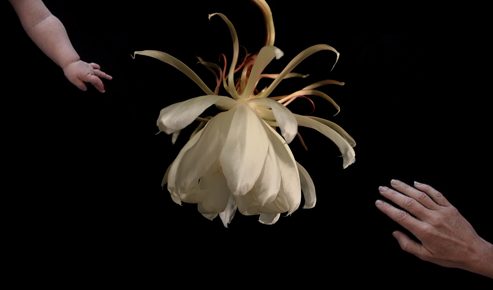Confronting Birth, Death, and Growth: Speaking With Director Amy ...