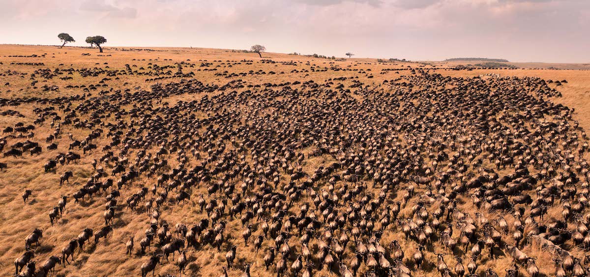 One of nature’s most spectacular events, "Running with the Beest" on ...