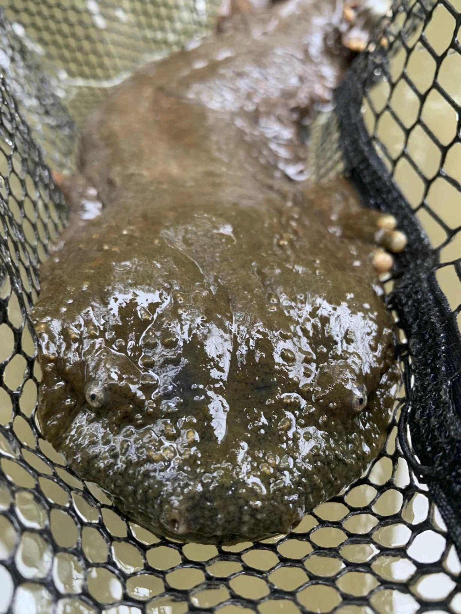 Statewide conservation effort saving eastern hellbenders - WOUB Public ...