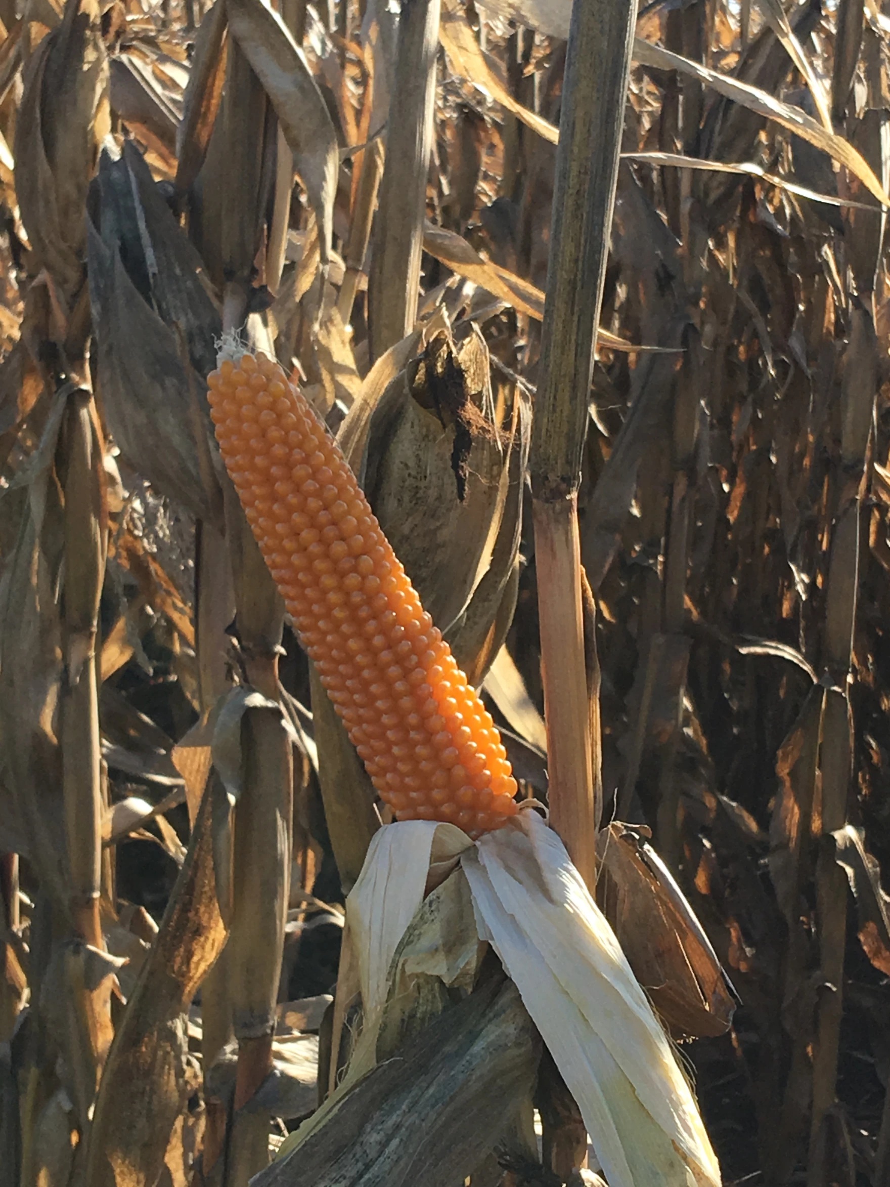 Your popcorn may be Ohio-grown - WOUB Public Media